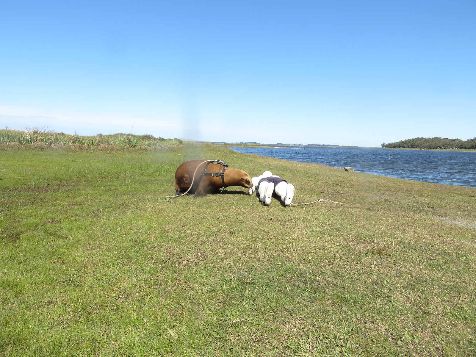 ¿Qué hacemos? - Sea Lion Experience