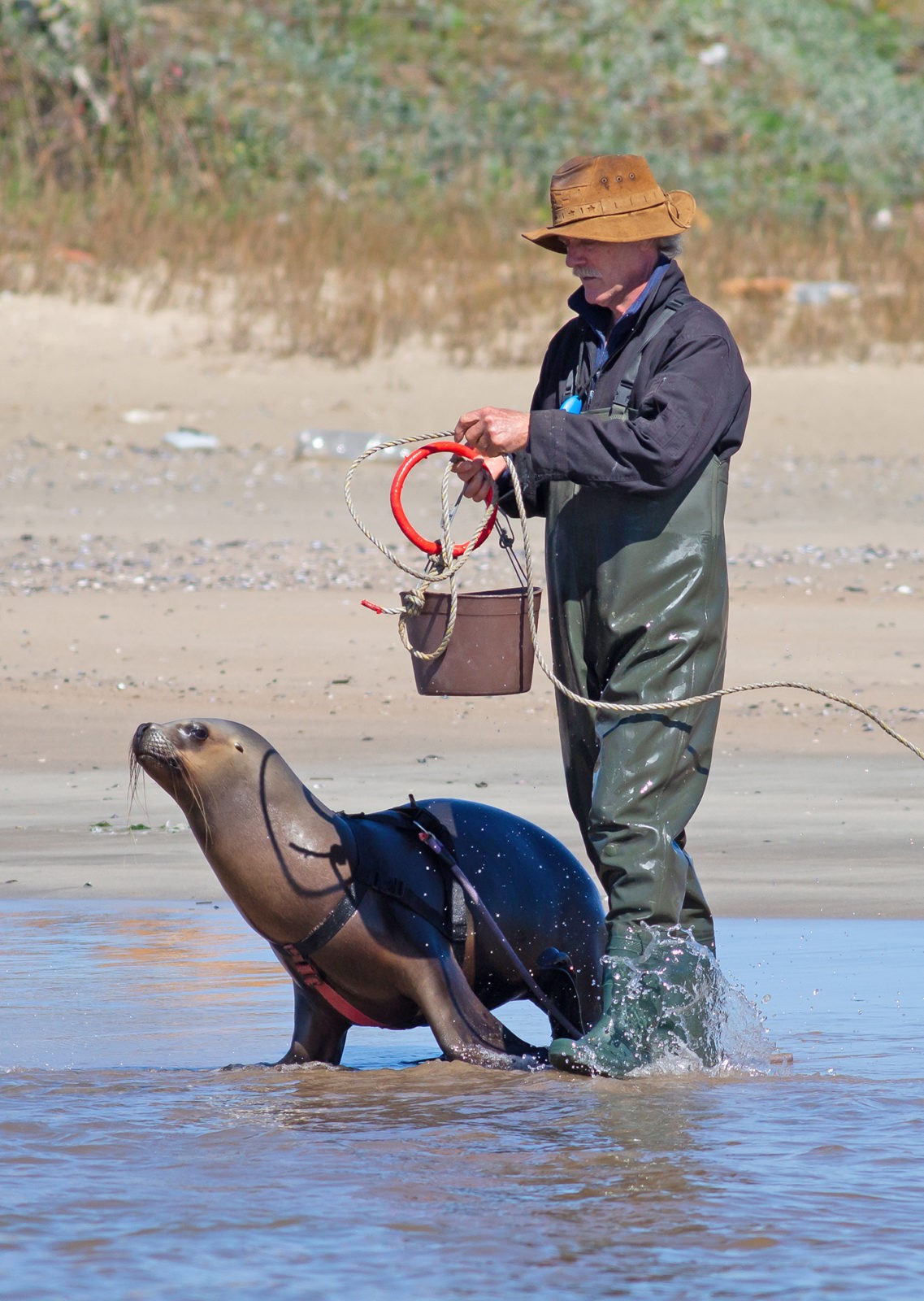 ¿Qué hacemos? - Sea Lion Experience